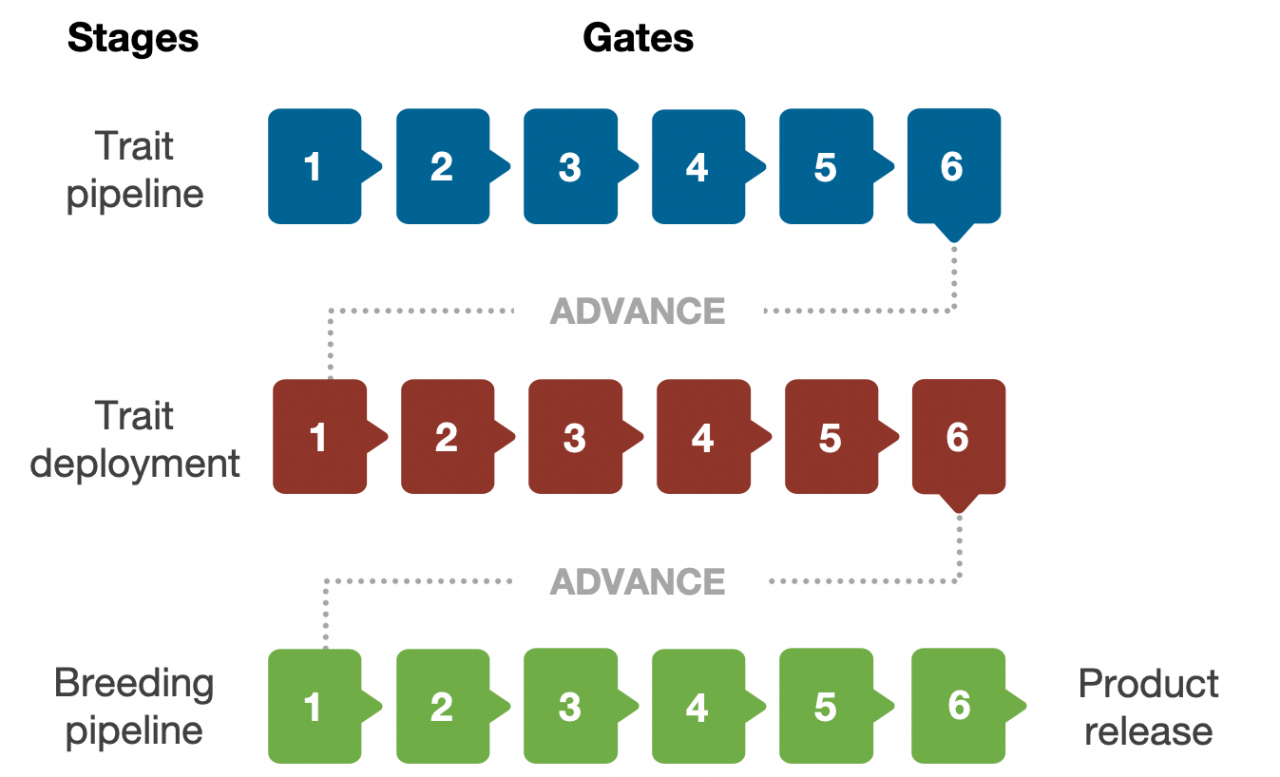 Applying Stage gates To Better Manage Public Breeding Programs 